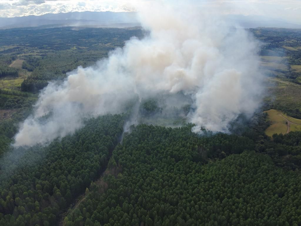 No paran los atentados contra plantaciones de Smurfit Cartón Colombia ...